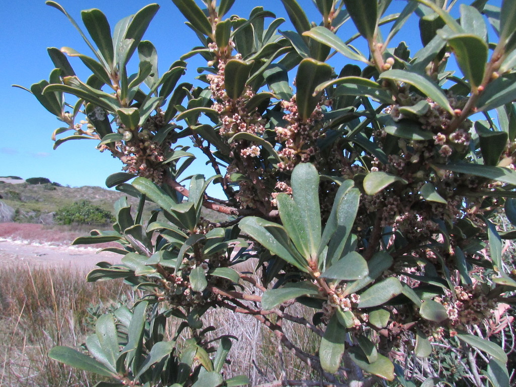 Dwarf Cape Beech from Kabeljous Reserve Jeffreys Bay on July 10, 2019 ...