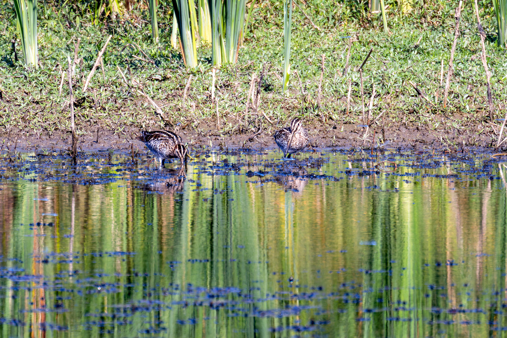 Wilson's Snipe from West Carrollton, Carrollton, TX, USA on October 25 ...