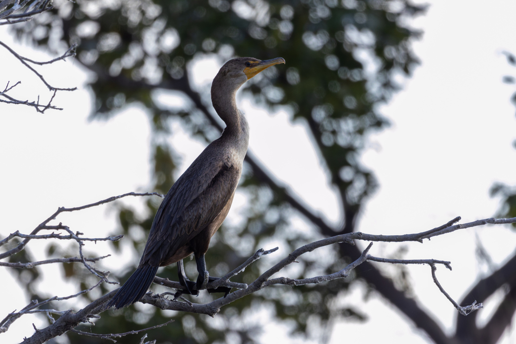 Double-crested Cormorant from West Carrollton, Carrollton, TX, USA on ...