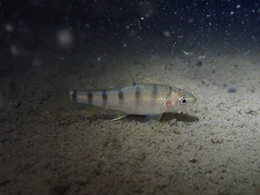 Acrossocheilus parallens in October 2024 by C.H.Leung · iNaturalist