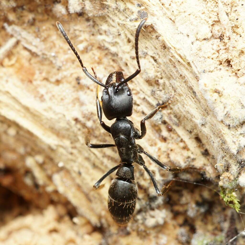 Pachycondyla striata from FLONA de Irati, Fernandes Pinheiro on October ...