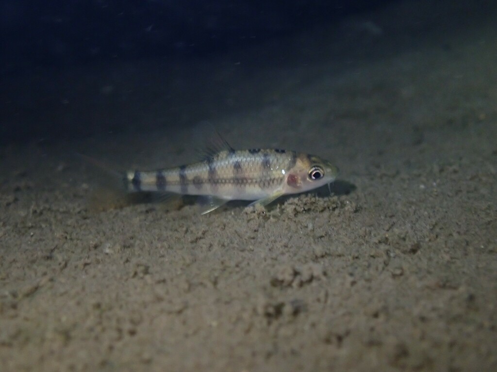 Acrossocheilus parallens in October 2024 by C.H.Leung · iNaturalist