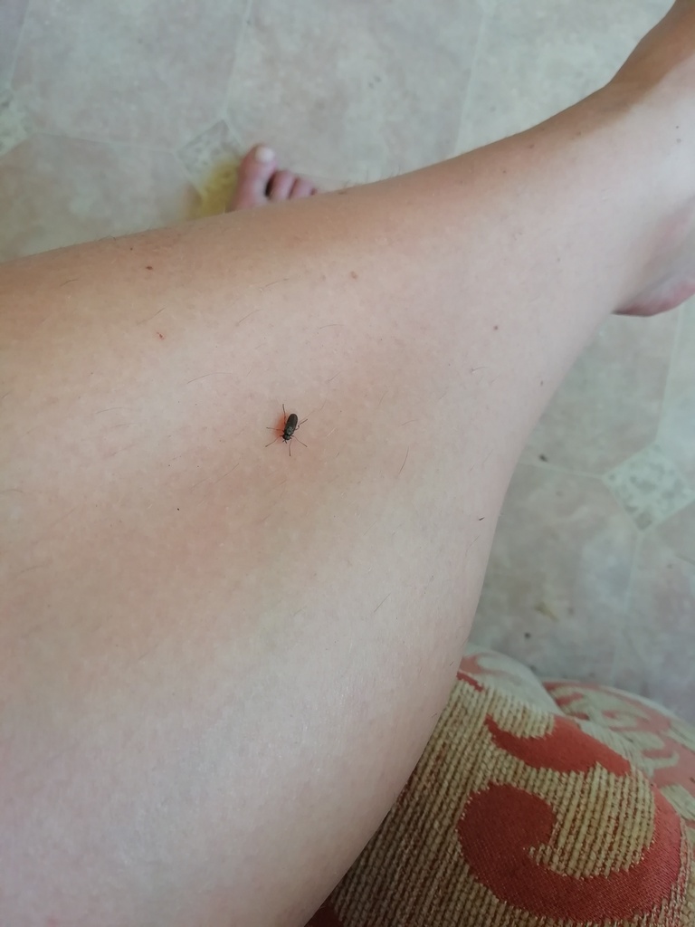 Soldier Flies from Kaitaia, New Zealand on January 14, 2024 at 01:45 PM ...