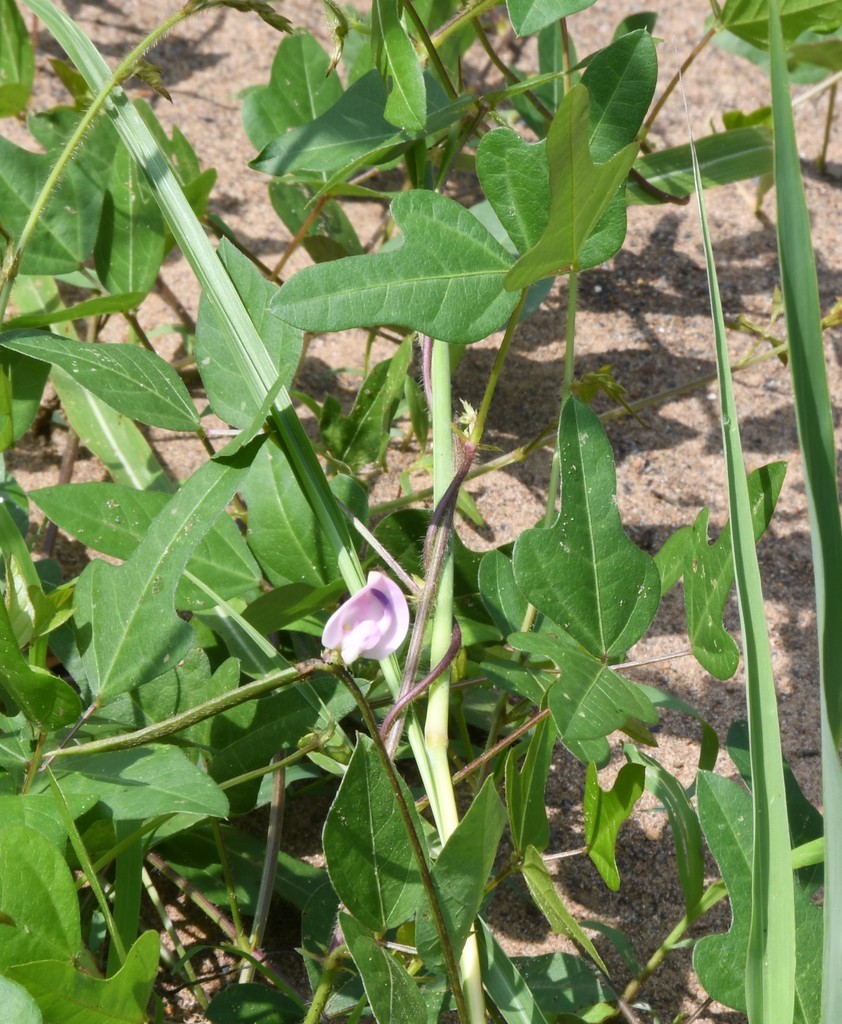 trailing fuzzy-bean from Washington County, AR, USA on July 10, 2018 at ...