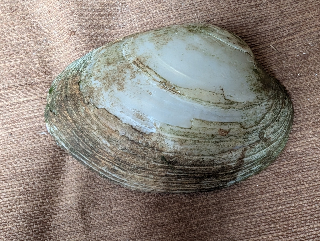Plain Pocketbook from Big Sioux River @ Good Earth State Park on ...