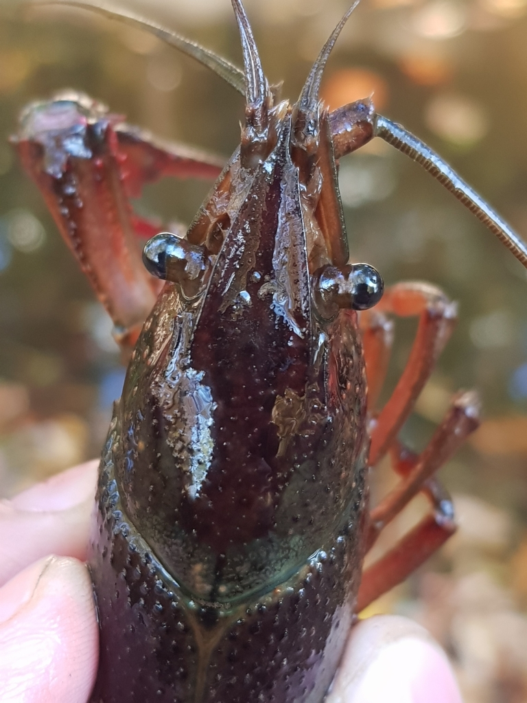 Red Swamp Crayfish from Yardley, PA 19067, USA on October 24, 2024 at ...