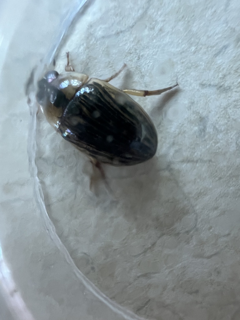 Tropisternus collaris mexicanus from Trinity River Audubon Center ...