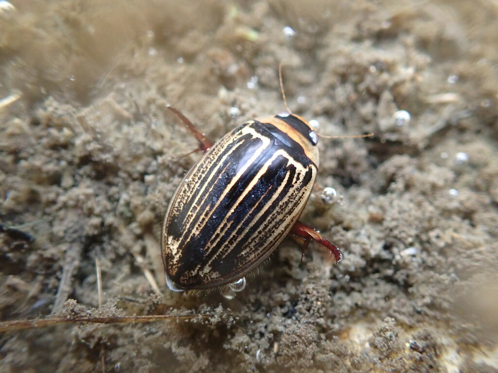 Hydaticus from Bojanala Platinum District Municipality, South Africa on ...