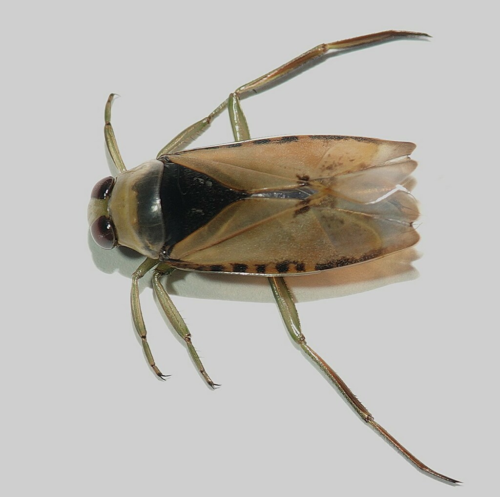 Eurasian Greater Water Boatman from Salo, Suomi on October 26, 2024 at ...