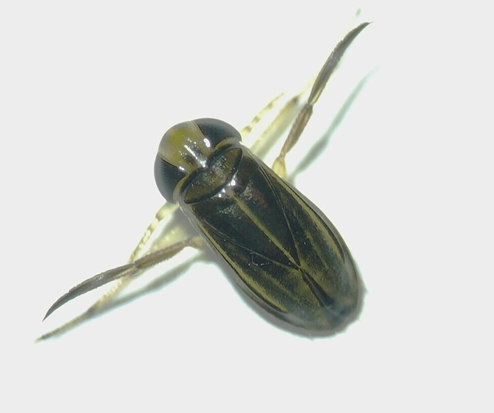 Cymatia coleoptrata from Salo, Suomi on October 26, 2024 at 07:02 PM by ...