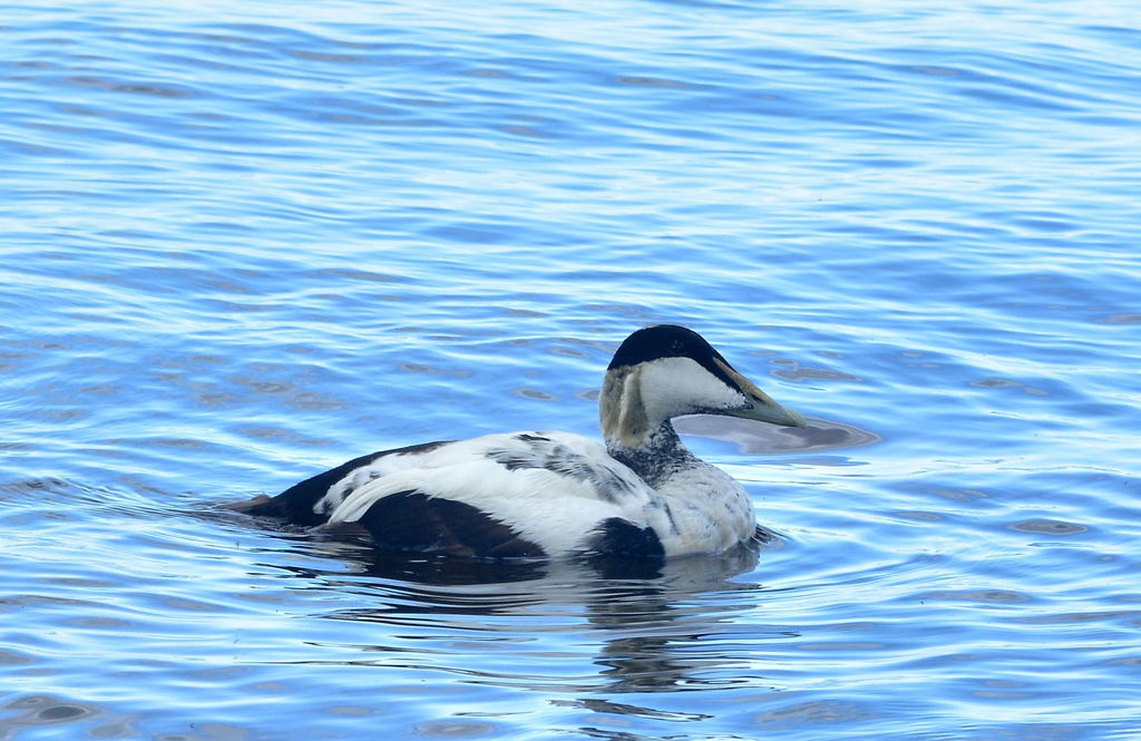 Common Eider in July 2019 by dmitry_d · iNaturalist