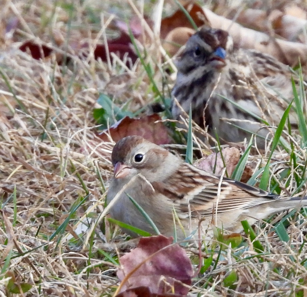 Field Sparrow from Columbia Climate School - Lamont-Doherty Earth ...