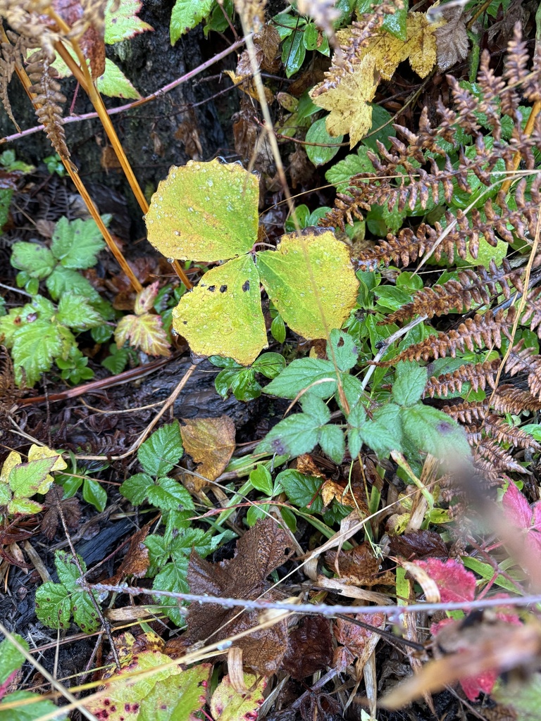 vanilla leaf from Gales Creek, OR, US on October 26, 2024 at 08:49 AM ...