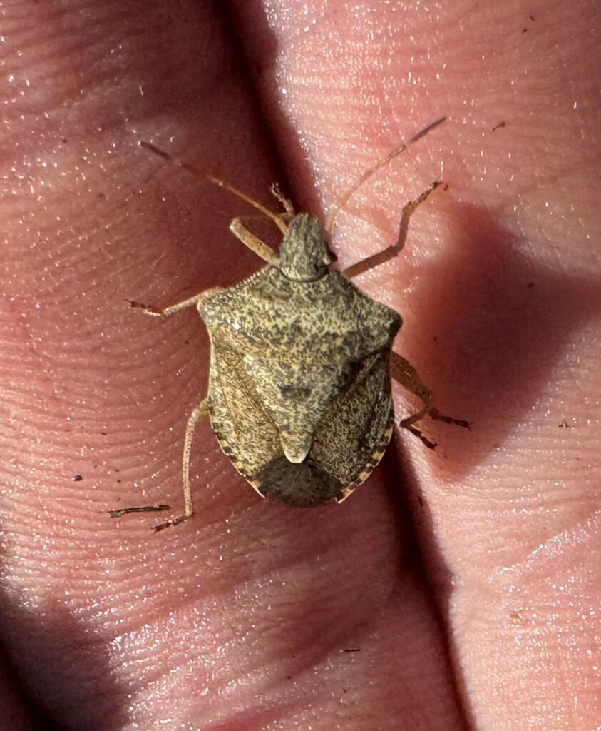Brown Stink Bug from St. Hwy 22 at Swamp Creek, Coosa County, AL, USA ...