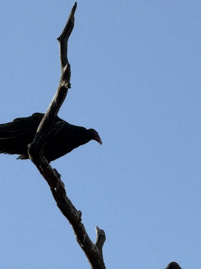 Turkey Vulture from Carroll County, AR, USA on October 25, 2024 at 09: ...