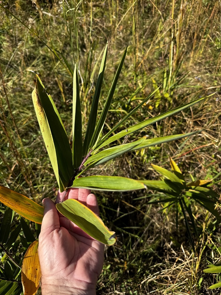 switch cane from St. Hwy 22 at Swamp Creek, Coosa County, AL, USA on ...