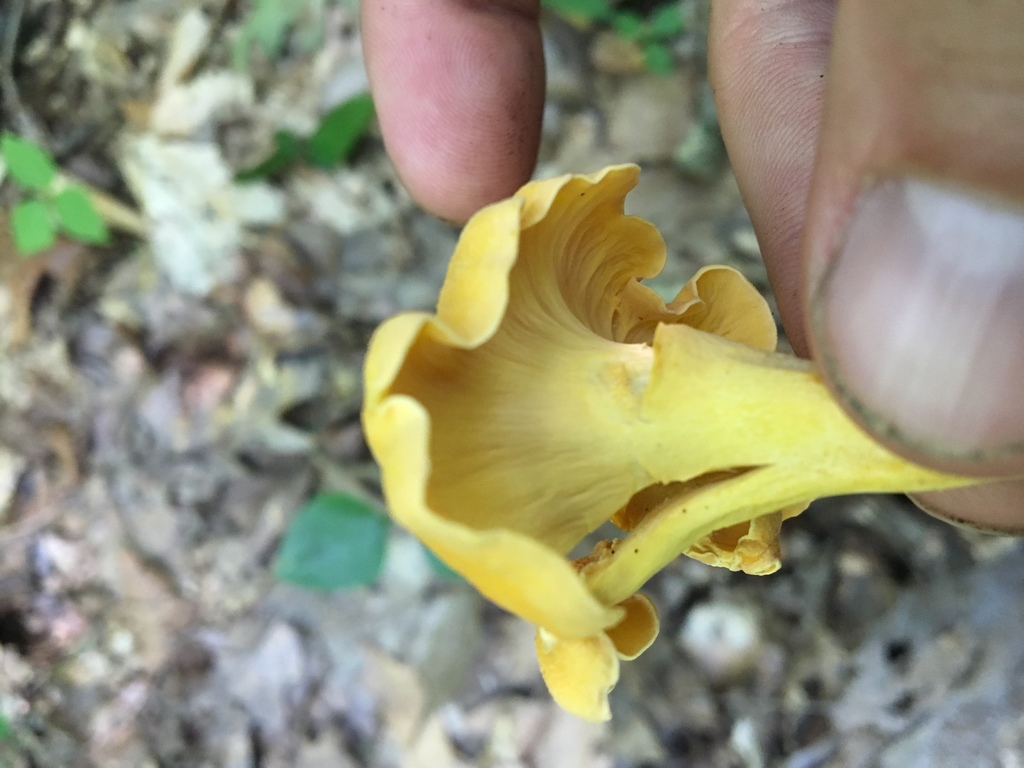 Smooth Chanterelle in July 2019 by Joe Brehm · iNaturalist