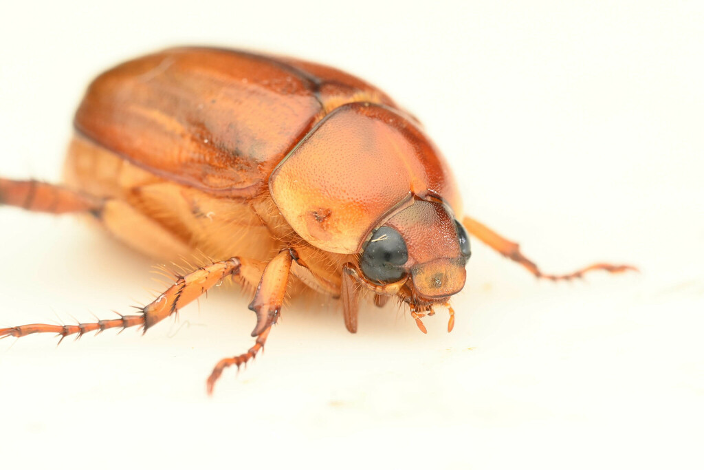 Anomala exoleta from 中国北京市海淀区颐和园路5号 邮政编码: 100871 on June 02, 2024 at 09 ...