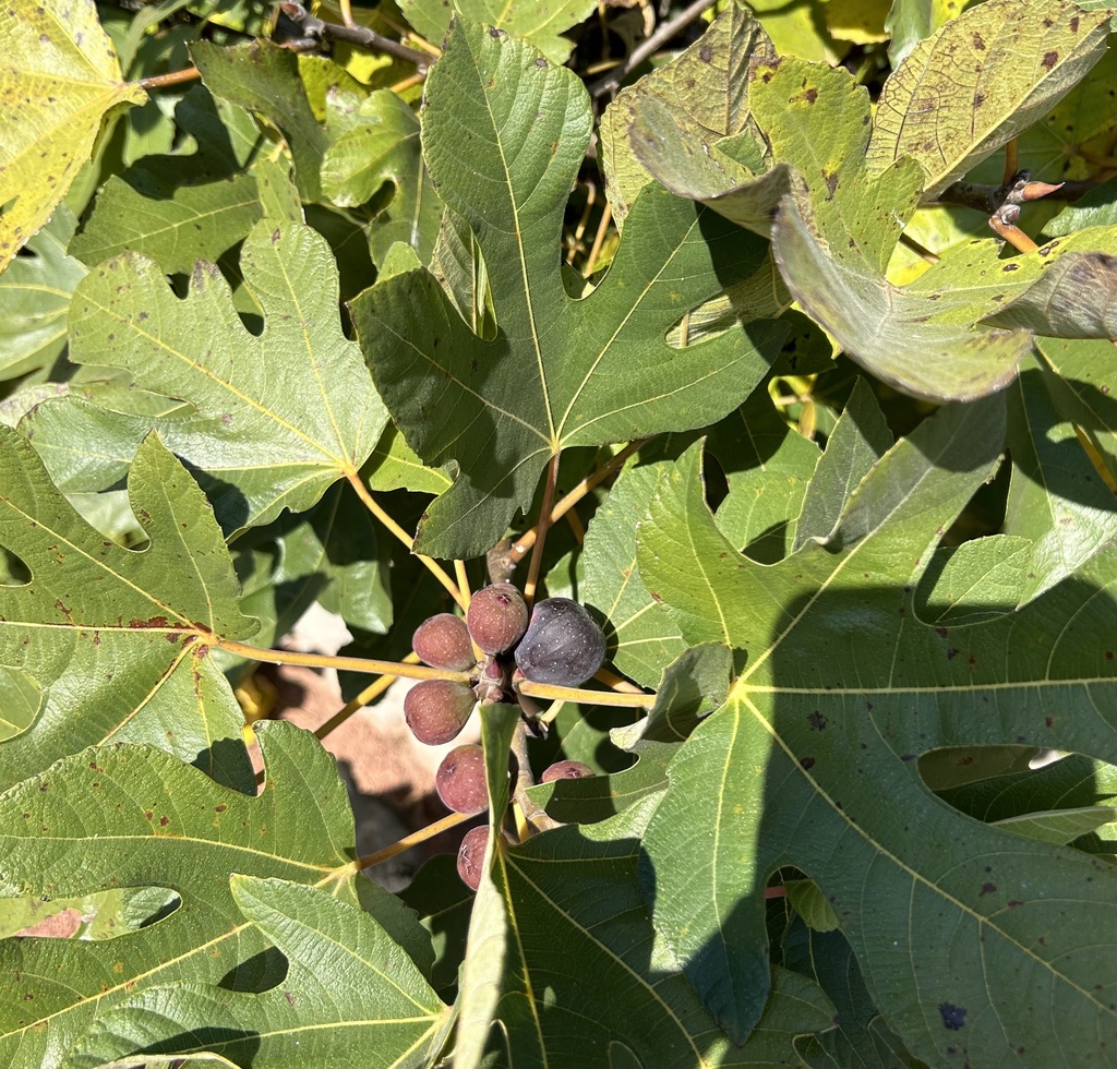 common fig from Sharpsburg McCullum Rd, Newnan, GA, US on October 26 ...