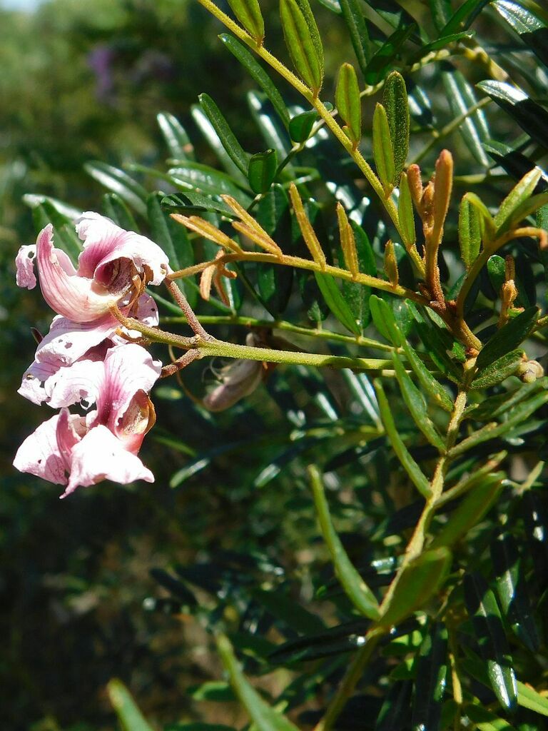 Western Keurboom from Gobos Greyton, 7233, South Africa on October 25 ...