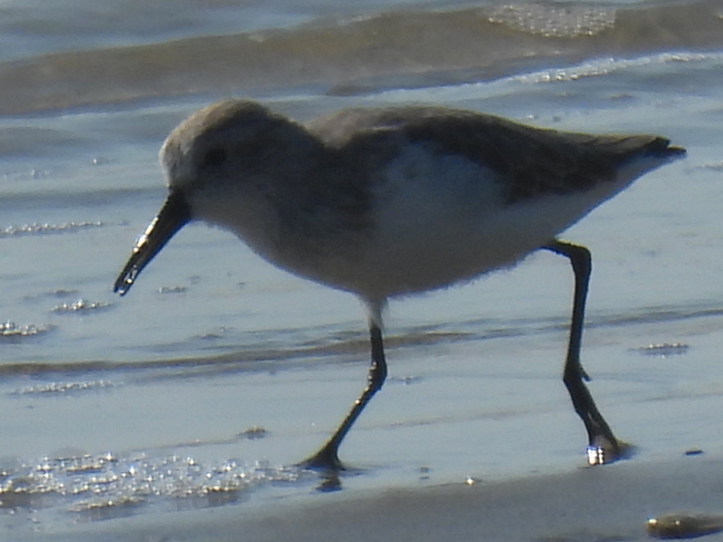 Western Sandpiper from Follets Island, Blue Water Hwy., Texas 77541 ...