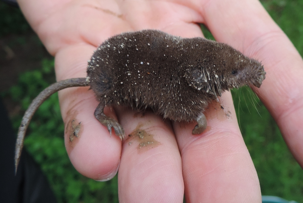 Red-toothed Shrews from Città Metropolitana di Torino, Italia on May 1 ...