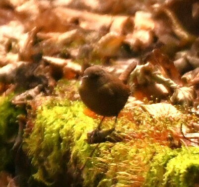 Eurasian Wren from Oshio, Kitashiobara, Yama District, Fukushima 966 ...