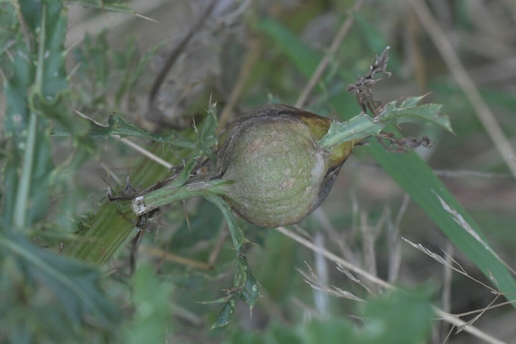 Thistle Stem Gall Fly from Richmond, UK on October 13, 2024 at 05:06 PM ...