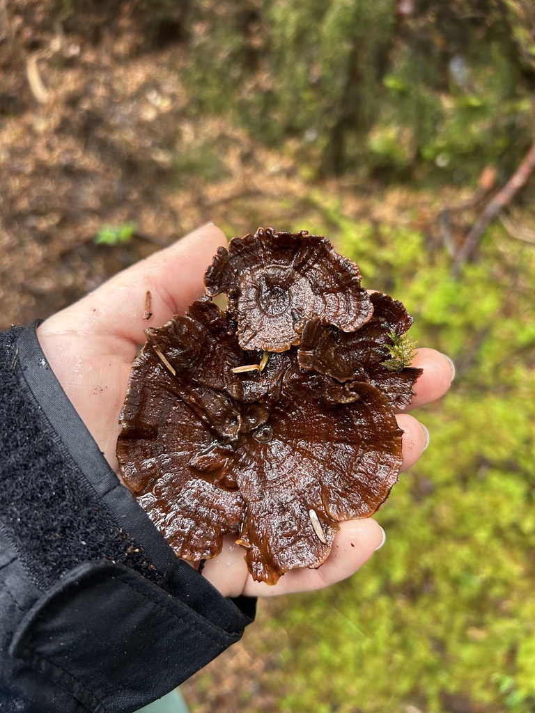 Brown Funnel Polypore from Lincoln City, OR, US on October 26, 2024 at ...