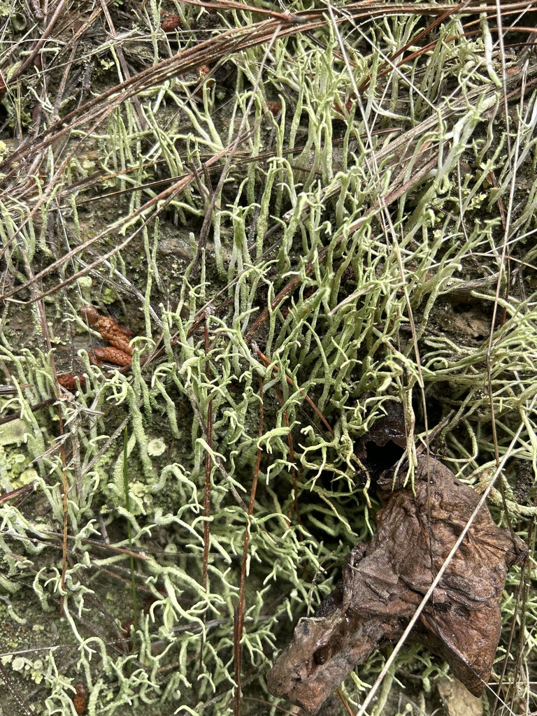 pixie cup and reindeer lichens from South Pacific Ocean, Banks ...