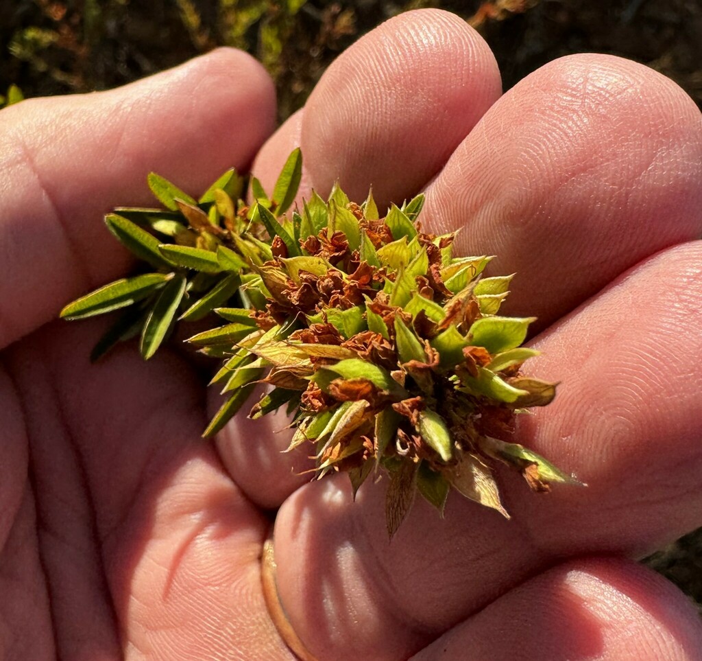 bush clovers and lespedezas from Cahaba WMA, Co. Rd. 10, Bibb County ...