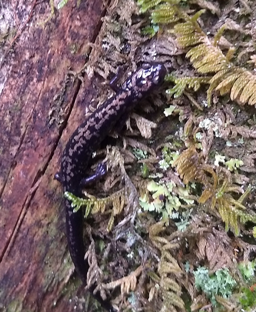 Weller's Salamander in July 2018 by visage_will · iNaturalist