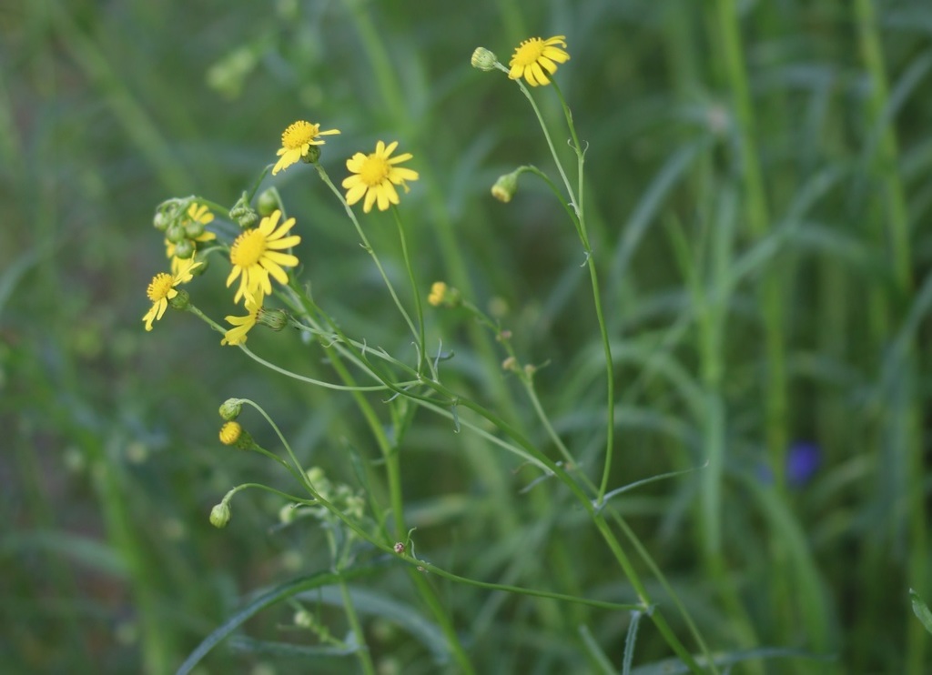 Narrow-leaved Ragwort (Senecio inaequidens) - Botanical Realm