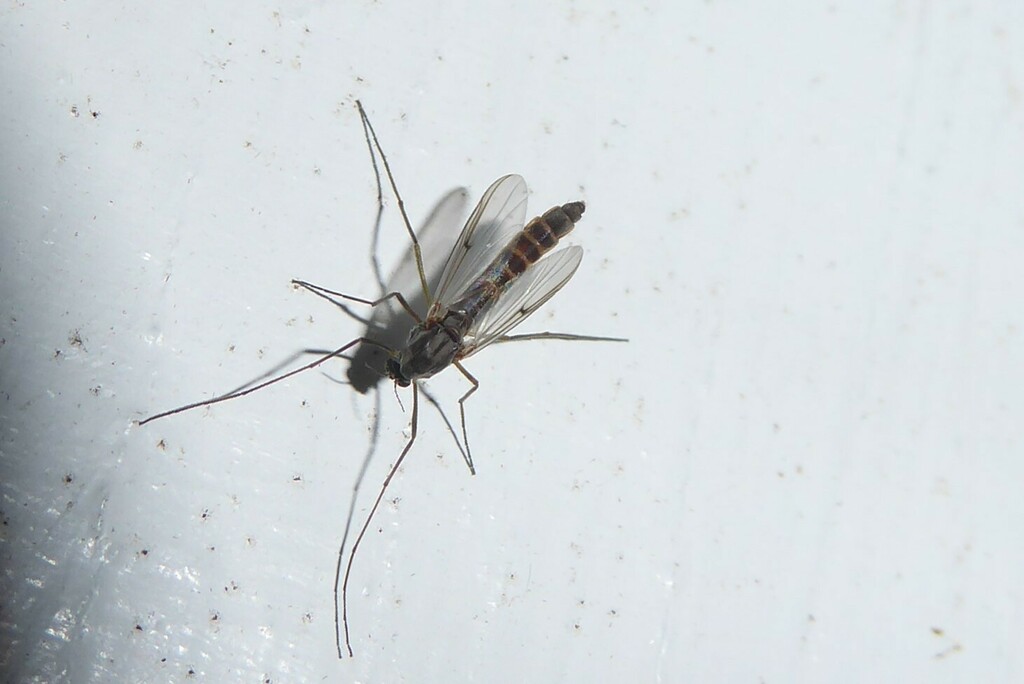 Non-biting Midges from Waikouaiti, New Zealand on August 11, 2024 at 09 ...
