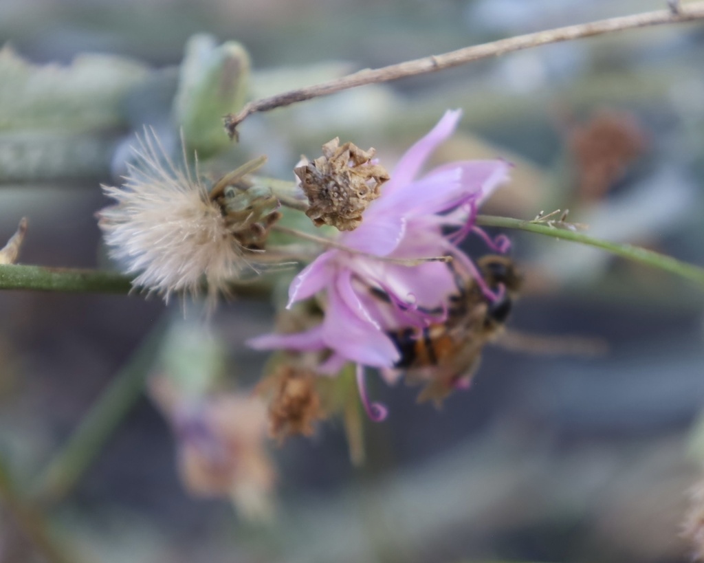 Western Honey Bee from Nicholas Flat Natural Preserve, Malibu, CA, US ...