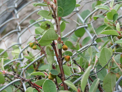 Cotoneaster cambricus · Naturalista Costa Rica