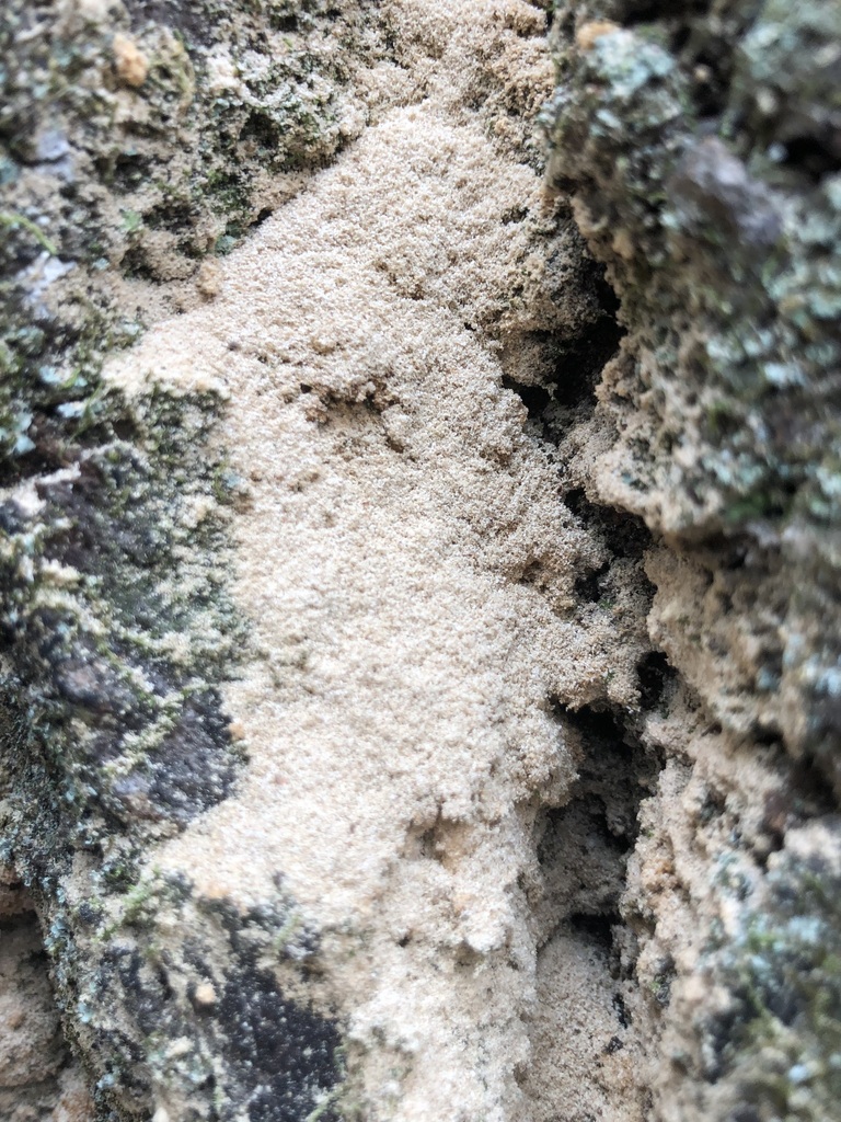 Insects from Montgomery County, MD, USA on October 26, 2024 at 02:21 PM ...