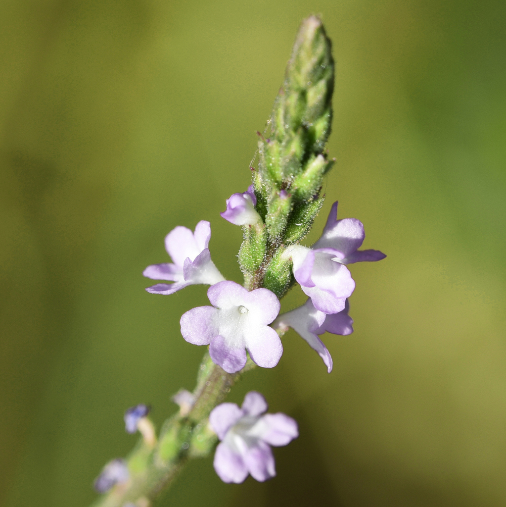 Common vervain (Verbena officinalis) - Botanical Realm