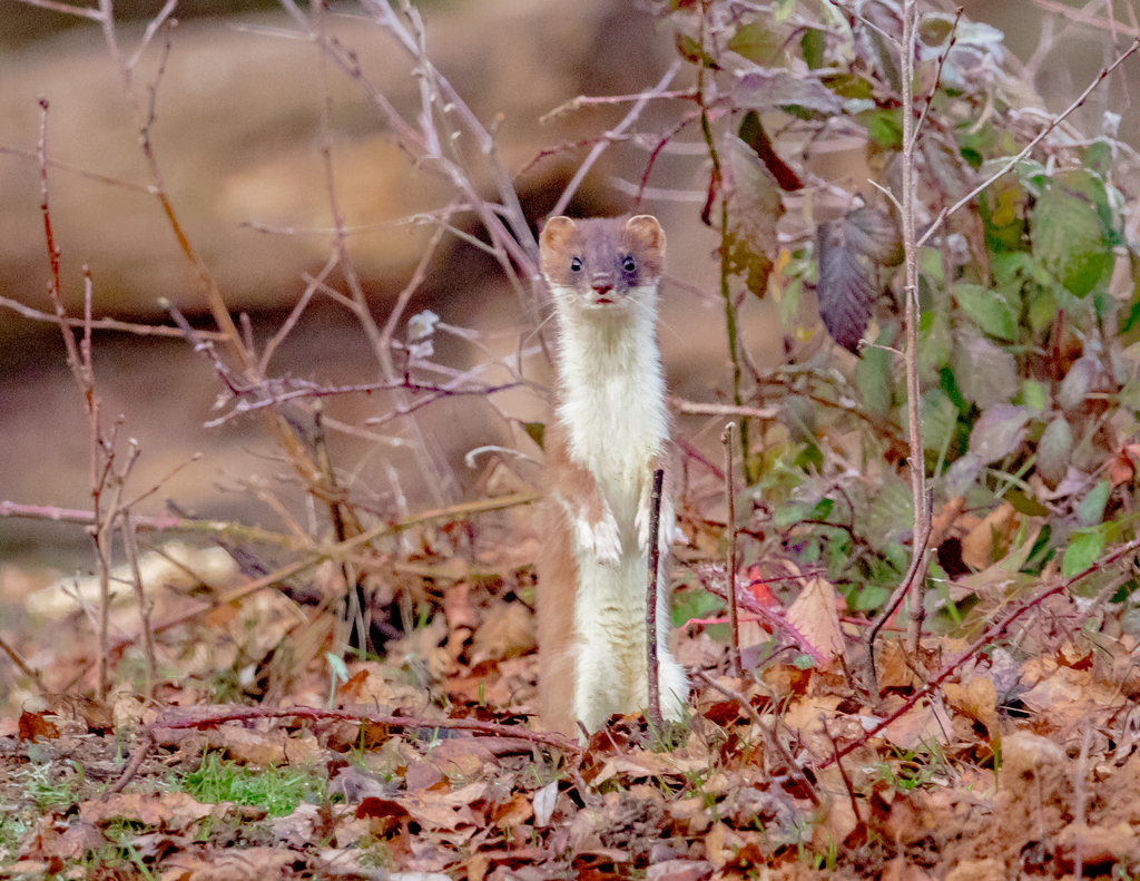 Eurasian Stoat (Mustela erminea) - Know Your Mammals