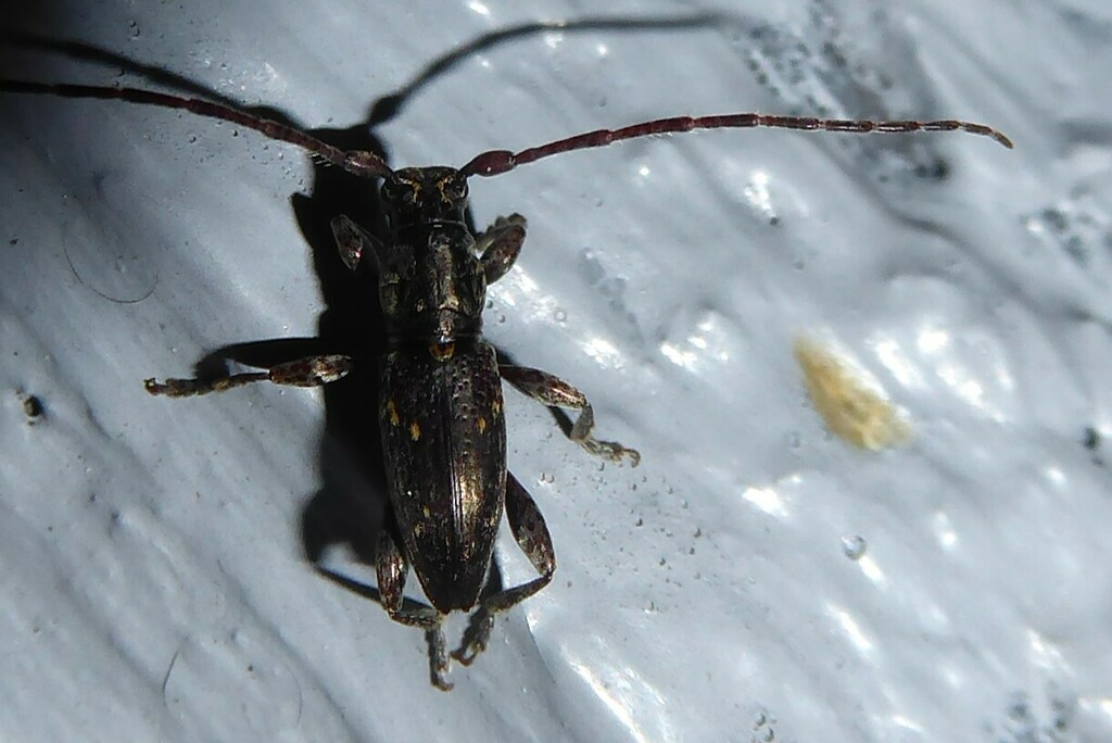 fig longhorn beetle from Waikouaiti, New Zealand on August 15, 2024 at ...