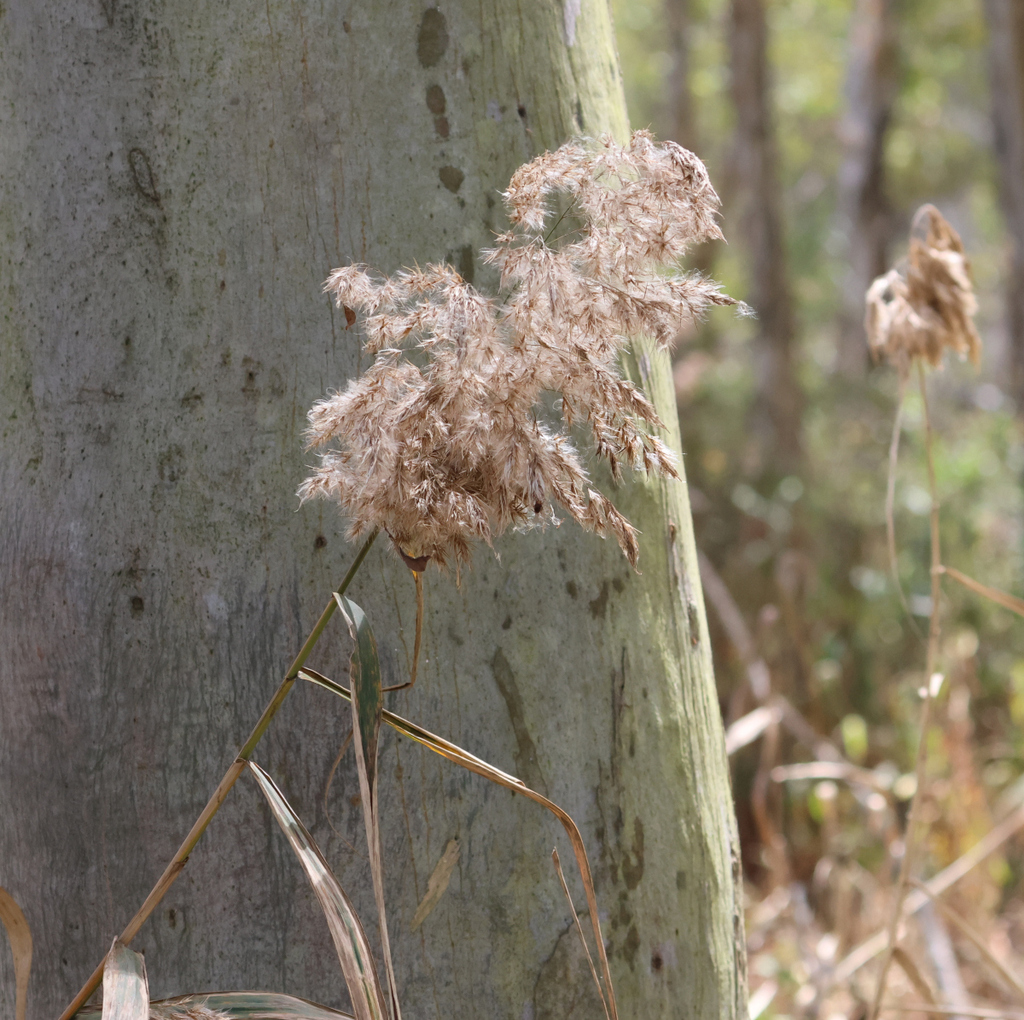 common reed from Sandy Camp Road Wetlands Reserve, Sandy Camp Rd ...