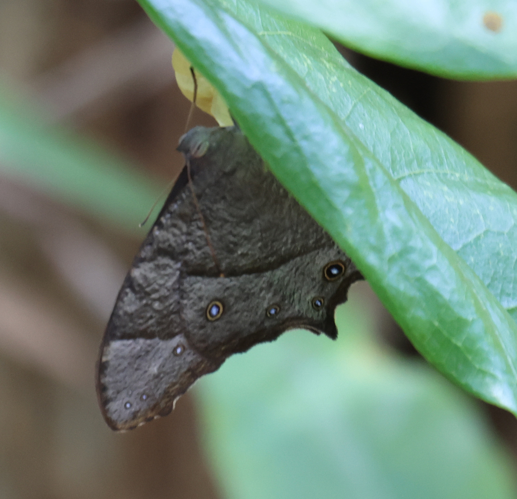Common Evening Brown from Sandy Camp Road Wetlands Reserve, Sandy Camp ...