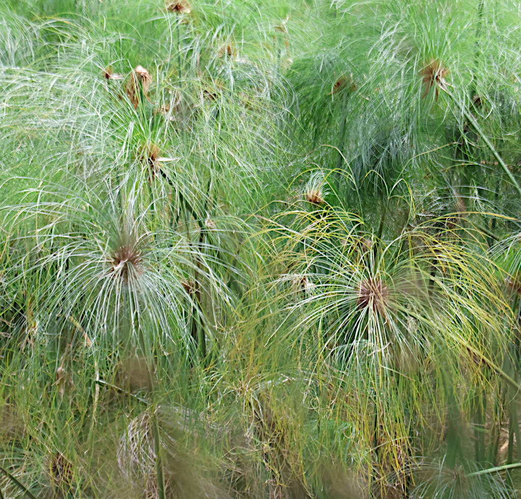 Papyrus sedge from Sandy Camp Road Wetlands Reserve, Sandy Camp Rd ...