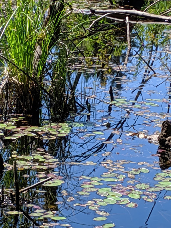 American Bullfrog from Hazel Wolf Wetlands, King County, WA, USA on ...