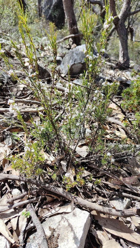 common beard-heath from Woodforde SA 5072, Australia on October 27 ...
