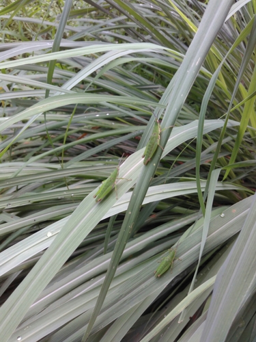 Tagasta brachyptera · iNaturalist