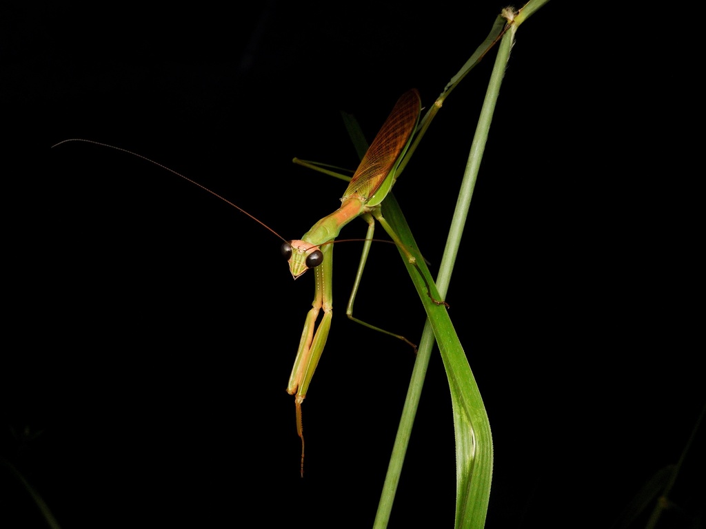 Chinese Mantis in September 2024 by orthoptera-jp · iNaturalist