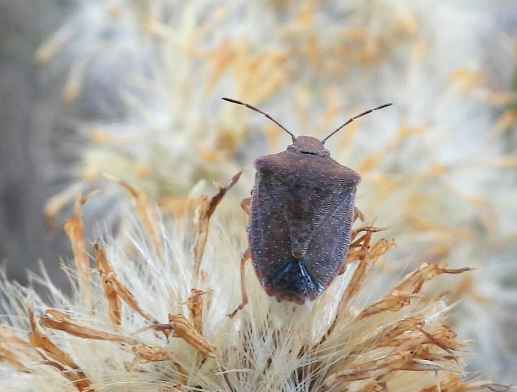 Red-shouldered Stink Bug from Kittitas County, WA, USA on October 26 ...