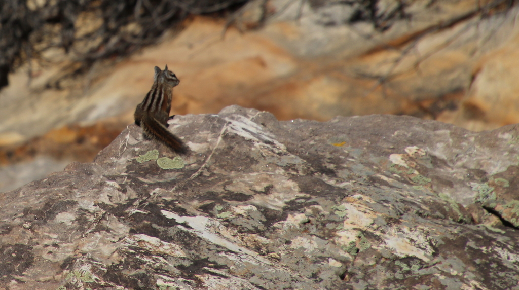Colorado Chipmunk from Huerfano County, CO, USA on October 26, 2024 at ...