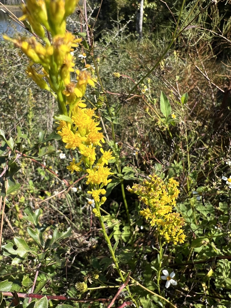 Pine Barren Bog Goldenrod from Pensacola, FL, US on October 26, 2024 at ...